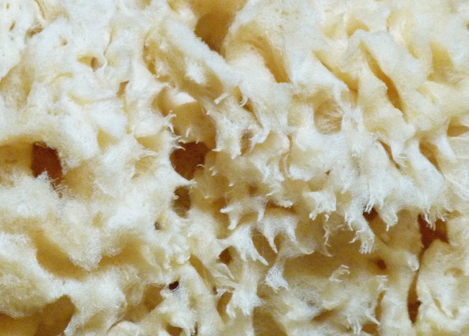 Greek sponge | WorldWideWriter | Blipfoto