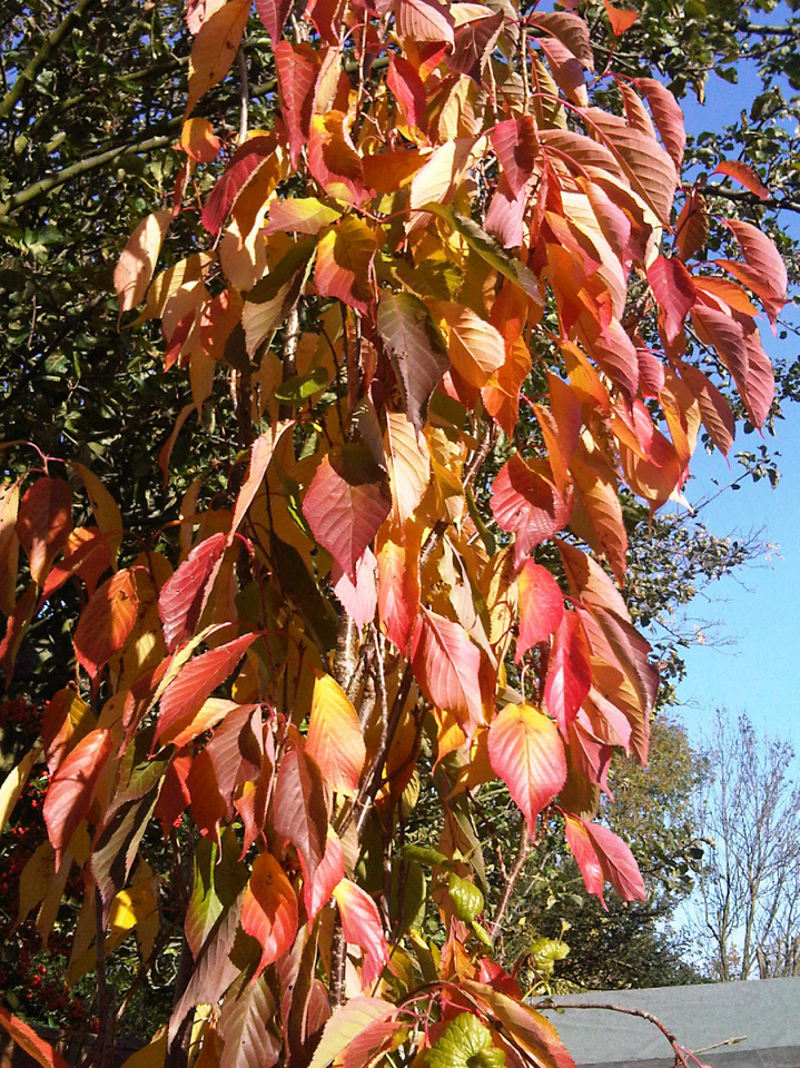 Autumn colours - Prunus | bridgeman | Blipfoto