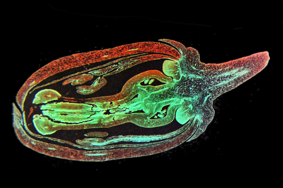 Longitudinal section through the lemon flower bud | JamJam | Blipfoto