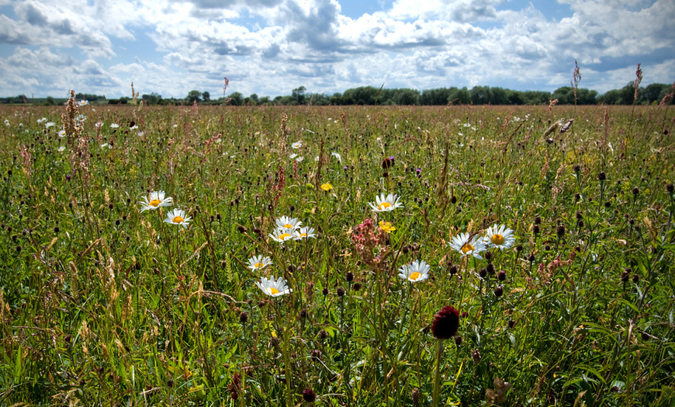 The largest hay meadow in England... | mollyblobs | Blipfoto