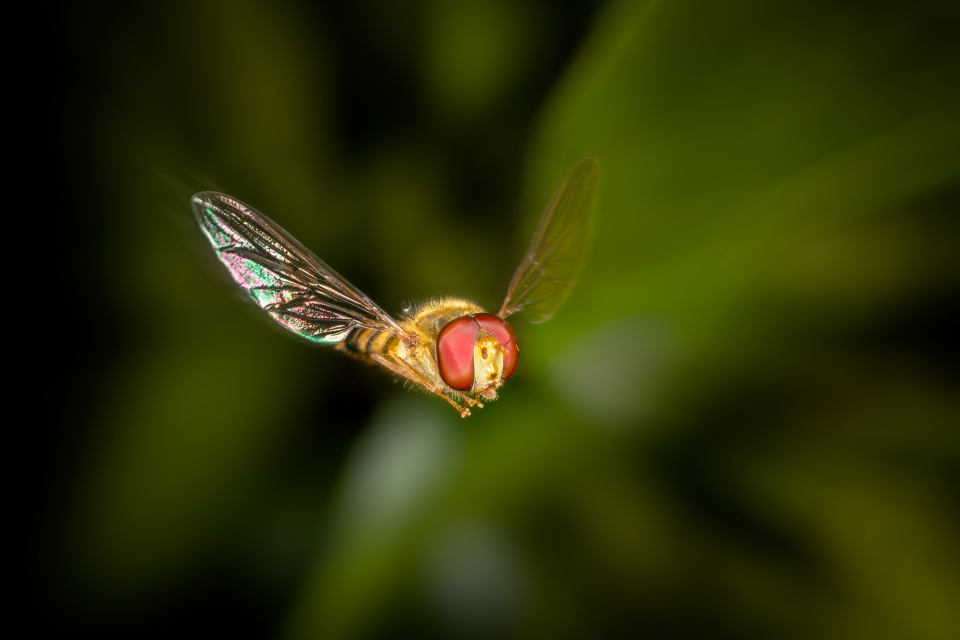 Hoverfly | stevvi | Blipfoto