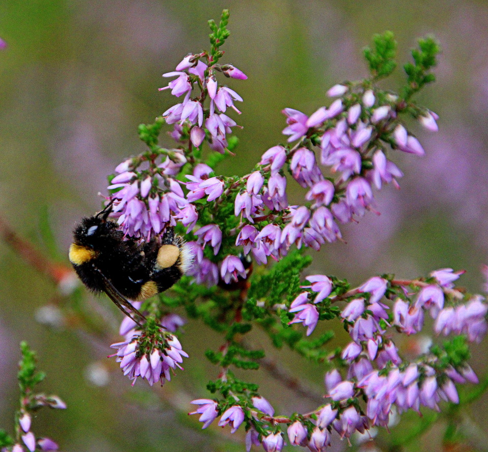 Bee on Heather | LincolnWarrior | Blipfoto