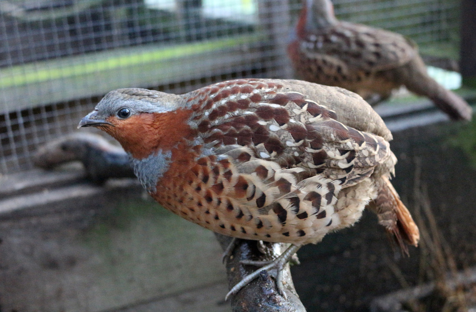 Chinese Bamboo Partridge | perdixguy | Blipfoto