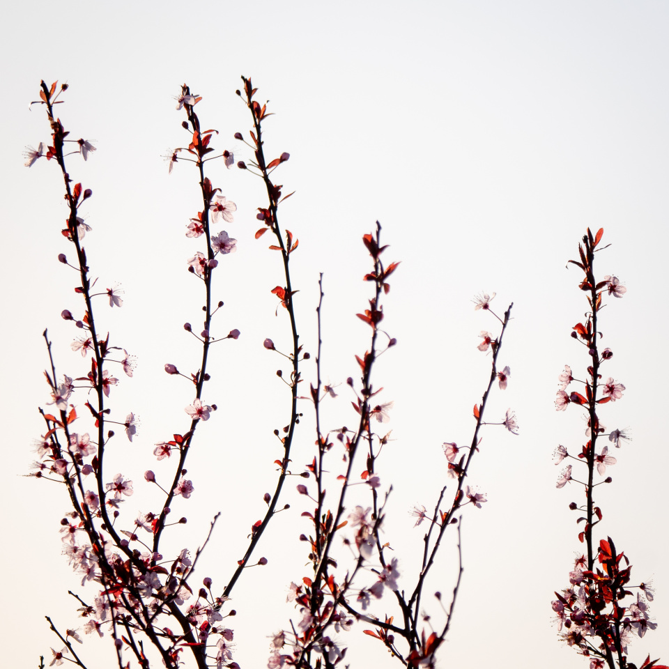 Glimpse of Spring | AH14 | Blipfoto