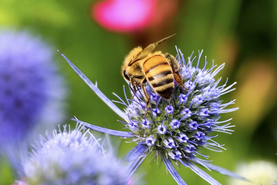 Bee on Sea Holly | maureen6002 | Blipfoto