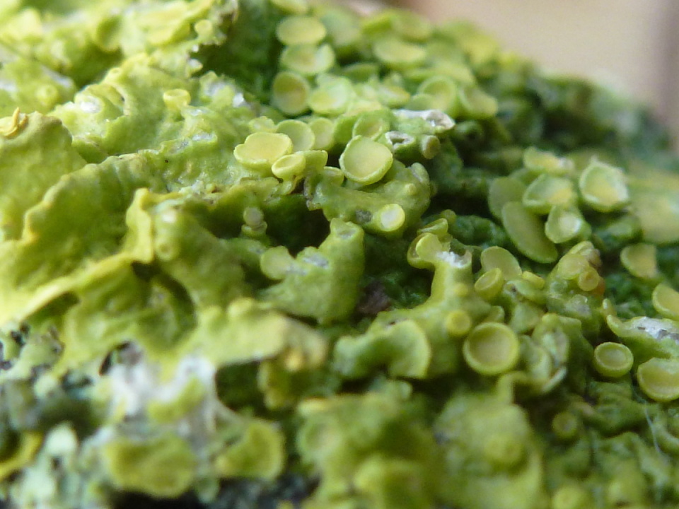 Lime green lichen | karenanya | Blipfoto