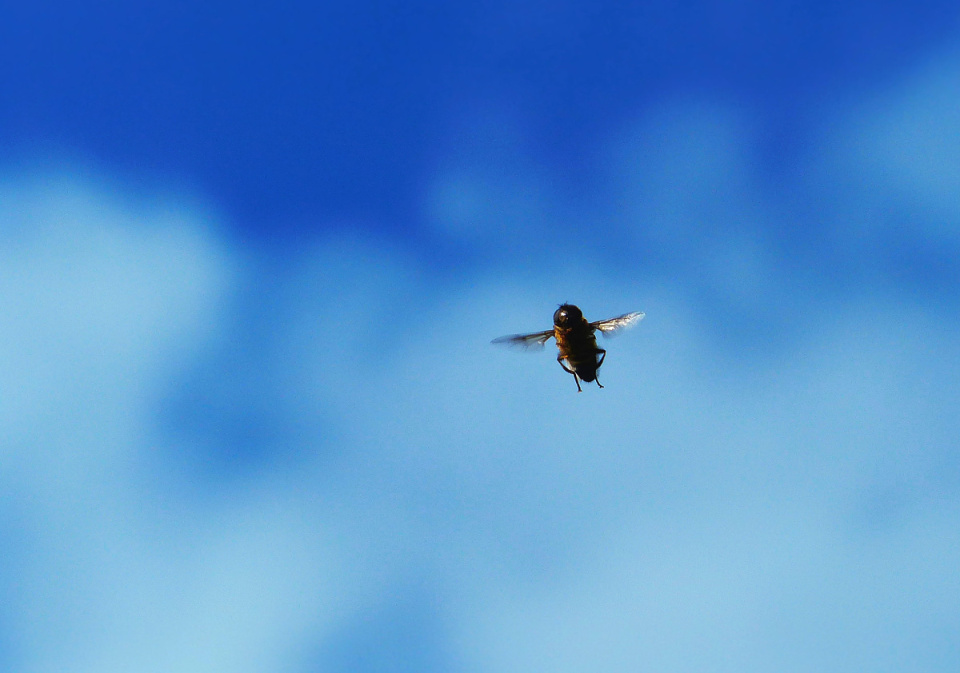 My mate Buzzy is back | spishy | Blipfoto