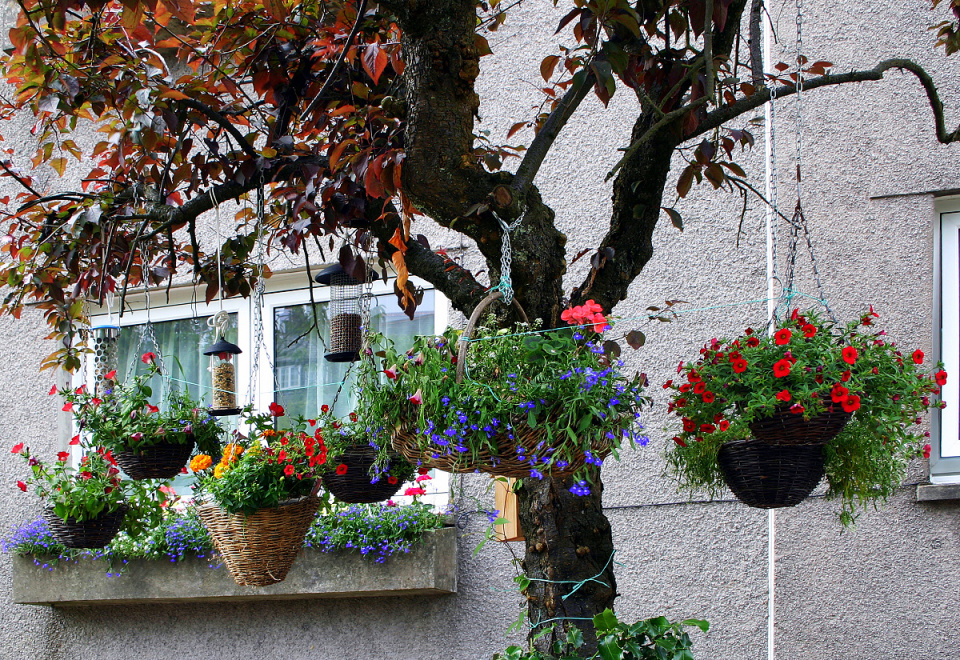 Hanging Basket Tree | sturtie | Blipfoto