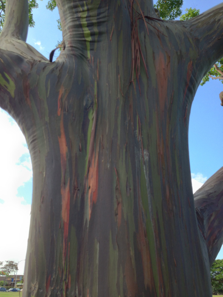 The rainbow tree | BARRSPHOTOS | Blipfoto