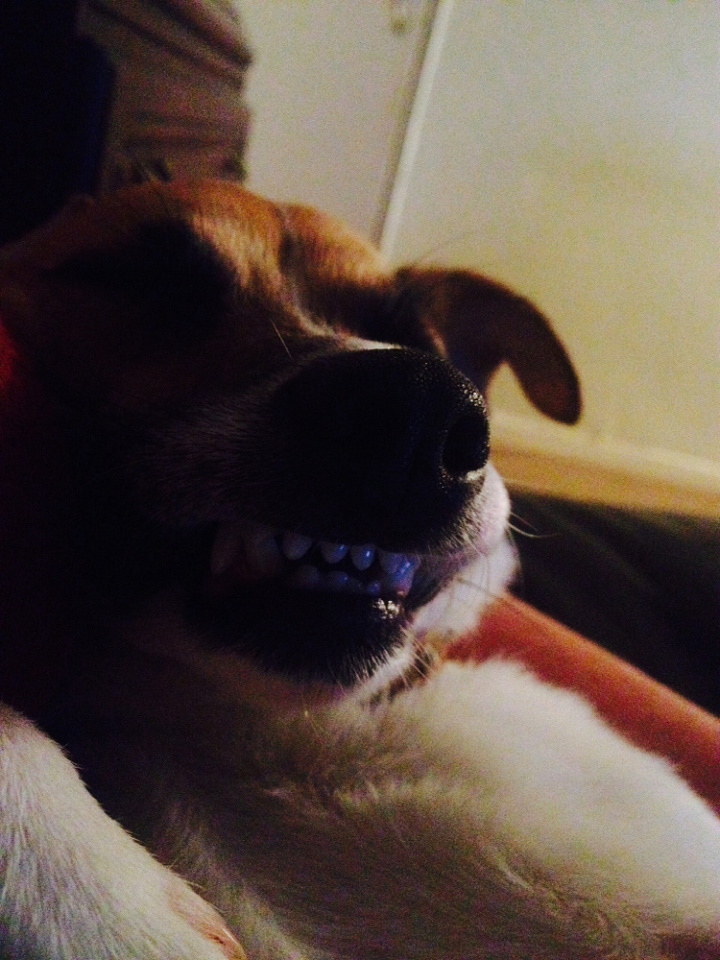 Max at night | Mazmaz | Blipfoto