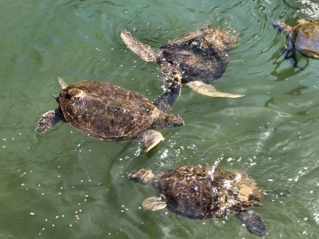 Turtle Hospital | cyclops | Blipfoto