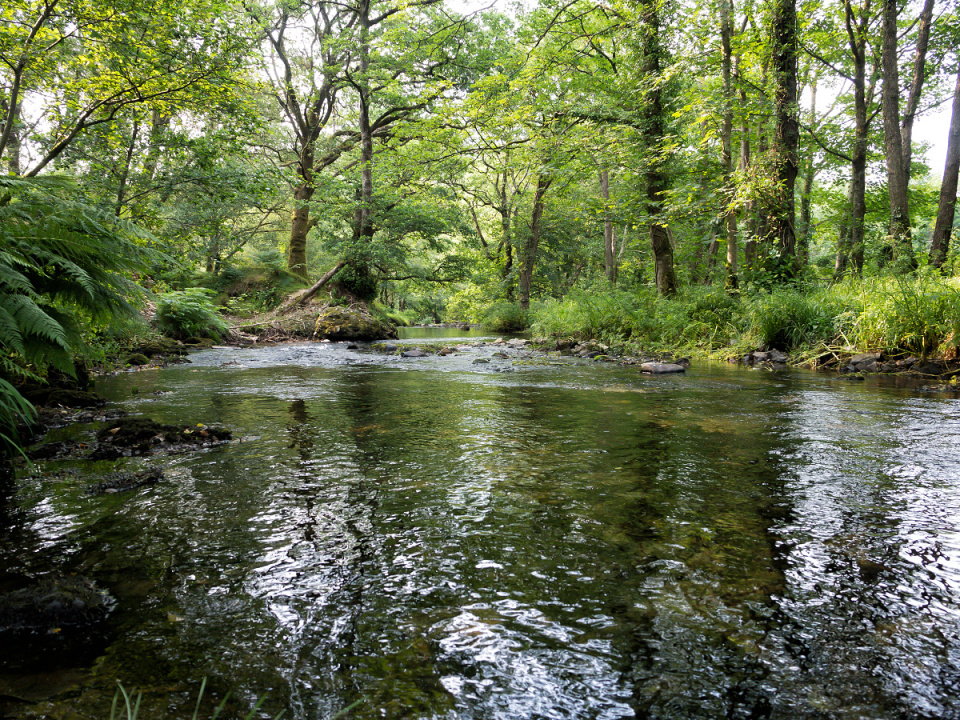 River Walkham | mydartmoorwalks | Blipfoto