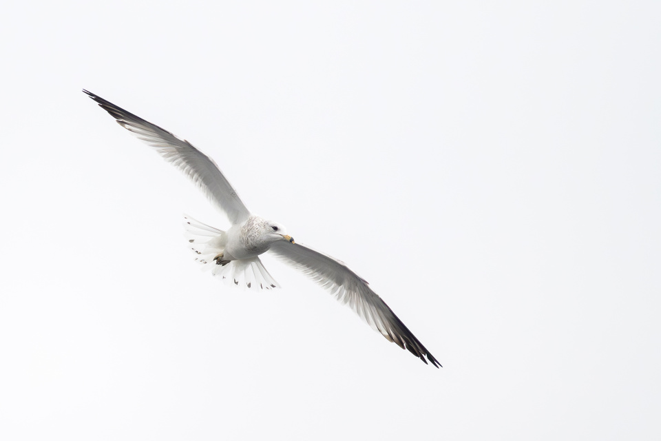 Hi Key-ish Gull | dbifulco | Blipfoto
