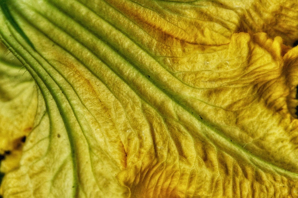 Organic | Ingeborg | Blipfoto