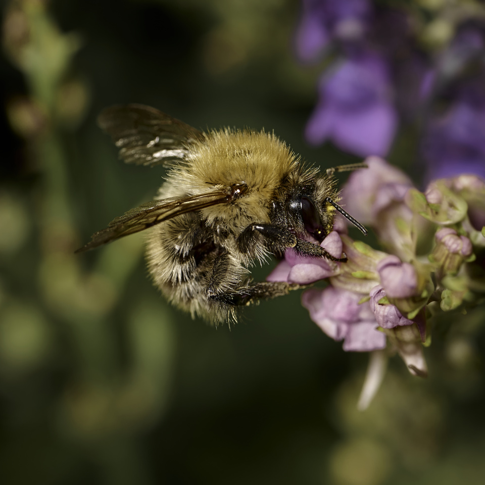 Bumbling Along | Sheol | Blipfoto