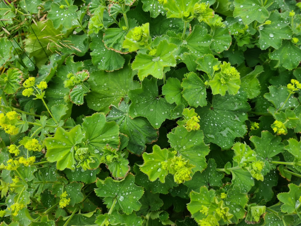 Drops | EllyJay | Blipfoto