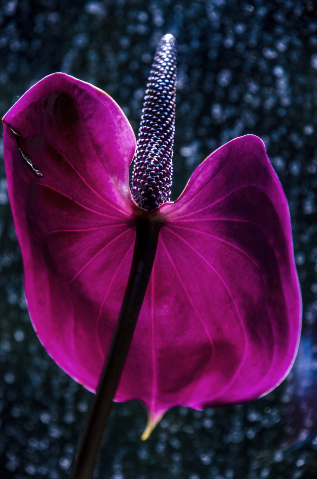 Purple flamingo | Ingeborg | Blipfoto