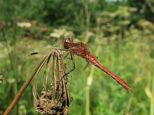 Macro: Vagrant Darter | La55e | Blipfoto