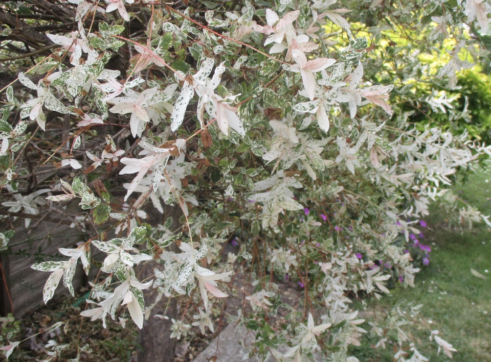 Too many cars | JustSally | Blipfoto