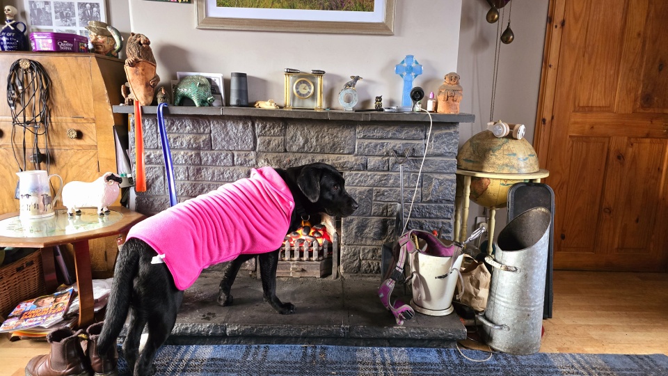 In the pink! | snapper | Blipfoto