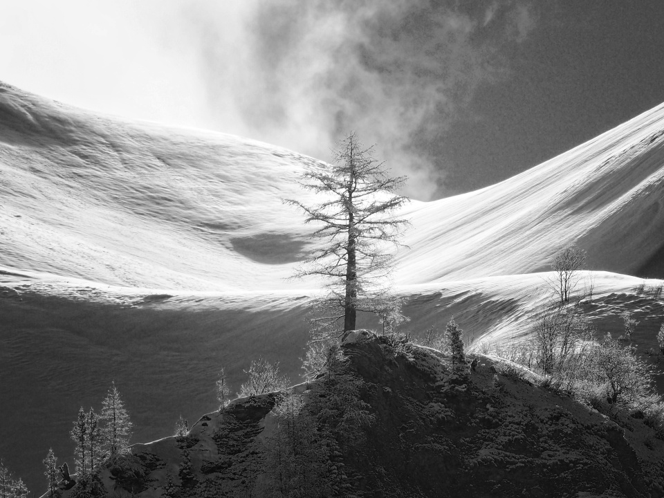 Mono Tree .... | HilarysView | Blipfoto