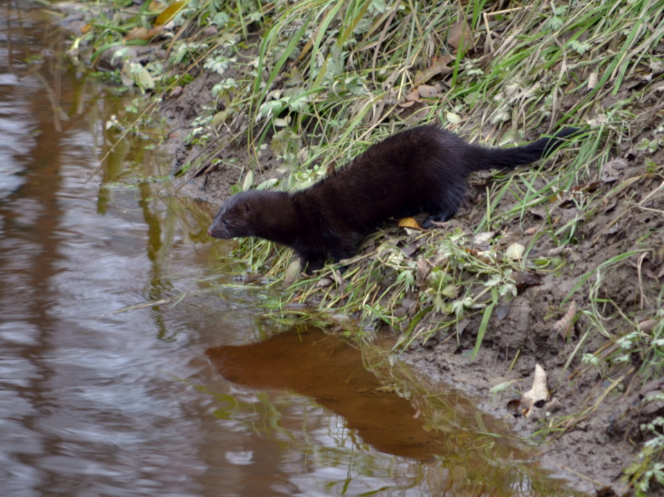 Minkki, Neovision vision. | leah | Blipfoto