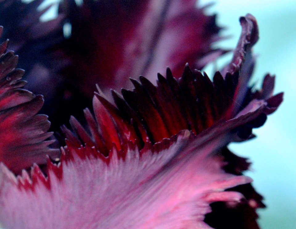 Tulip Teeth | mambo | Blipfoto