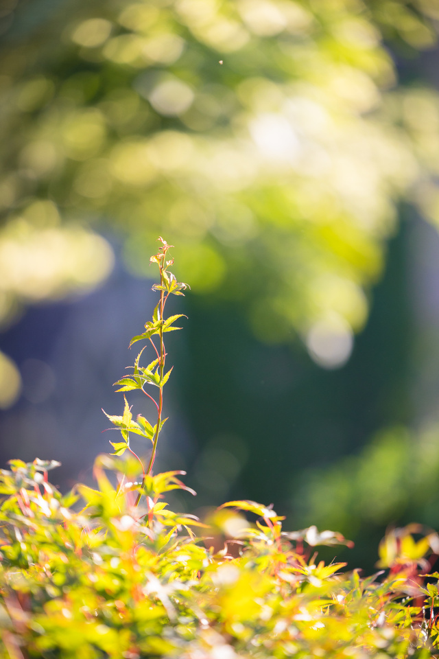 Reaching up | jenny | Blipfoto