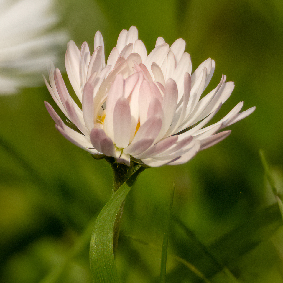 Daisy | AH14 | Blipfoto