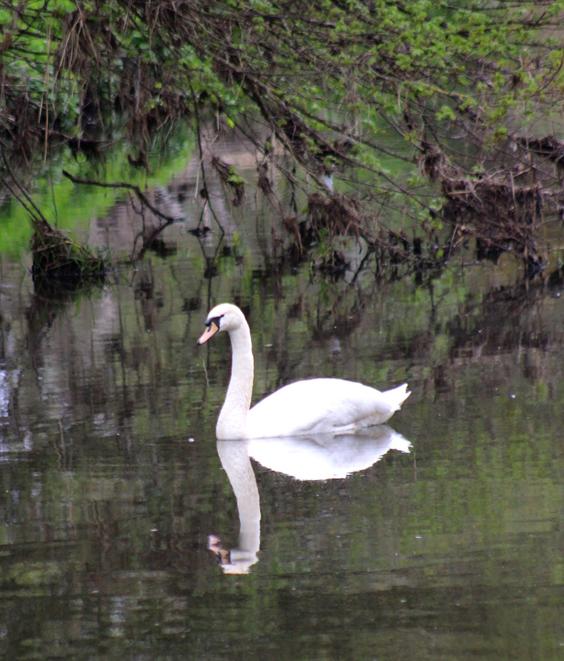 Swanning Off........ | theBroon | Blipfoto