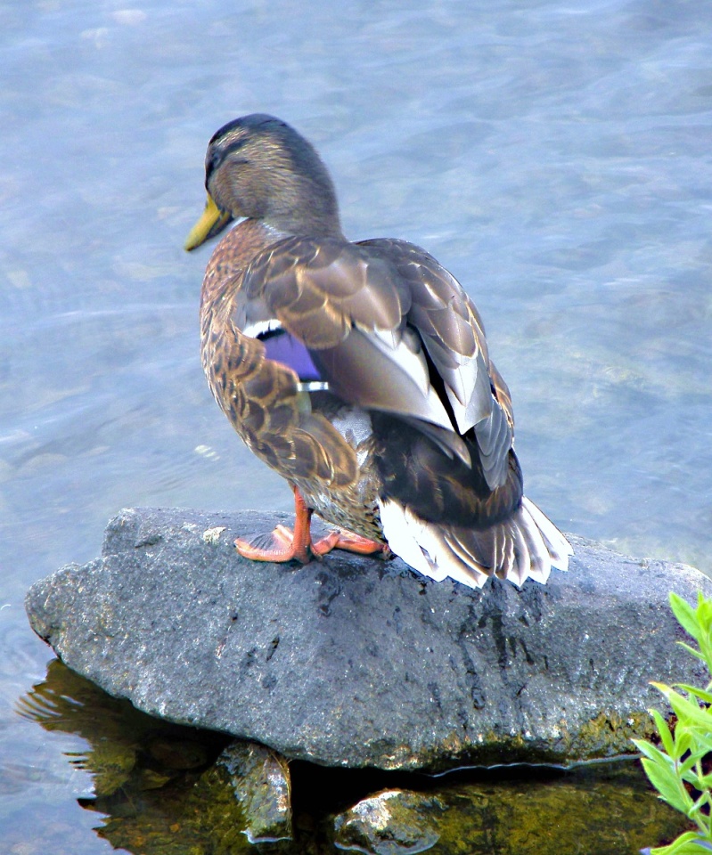 Silly wee duck | Skyegirl | Blipfoto