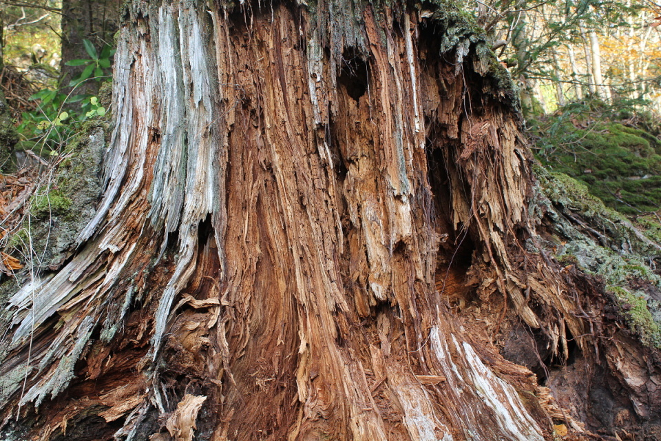 Rotting Tree | tobgraham | Blipfoto