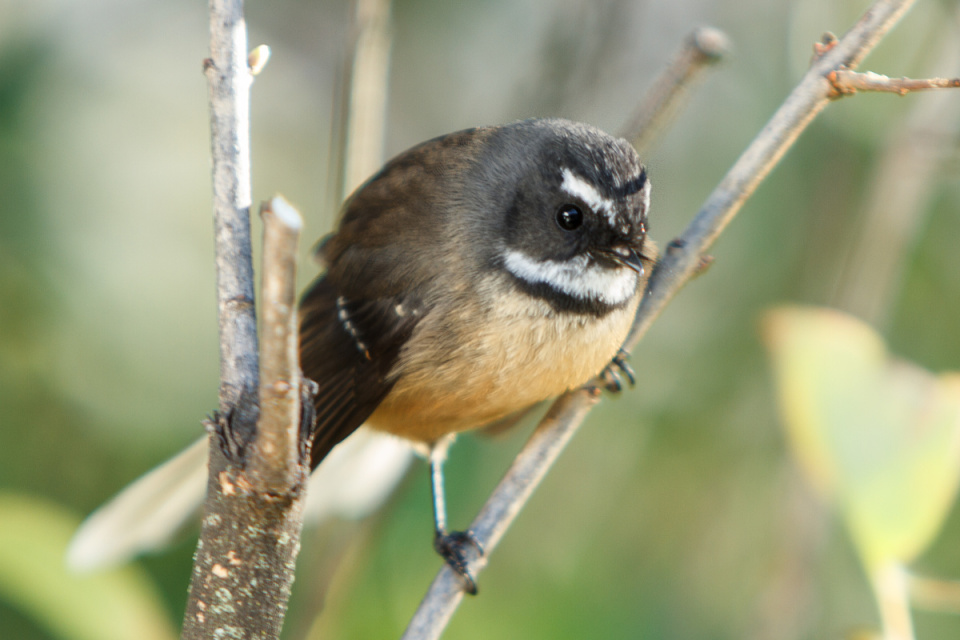 Piwakawaka | twigs | Blipfoto