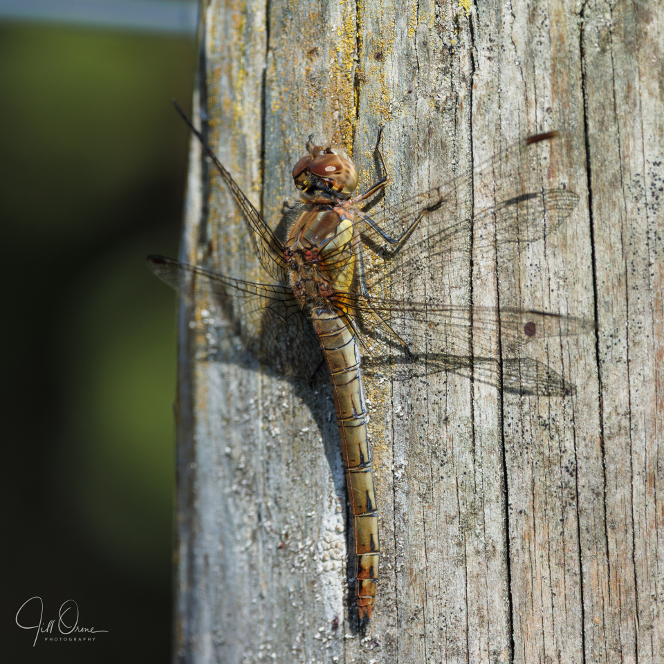 Basking | JDO | Blipfoto