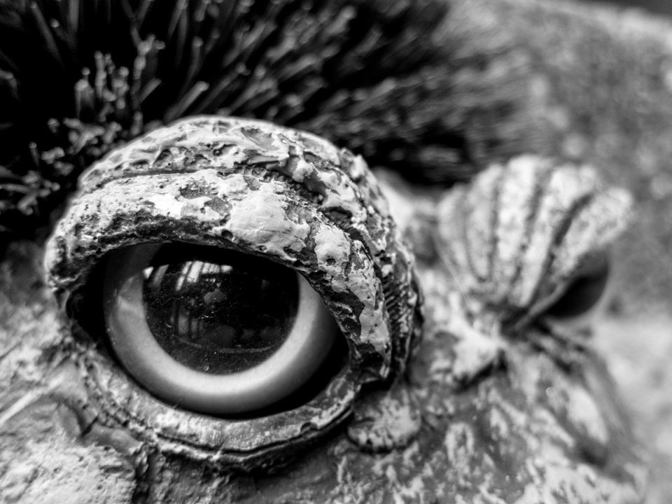 Ribbet, ribbet | HarryJ | Blipfoto