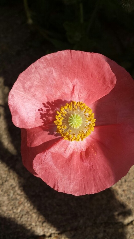 another pretty poppy with pink petals | jaimiemolly | Blipfoto