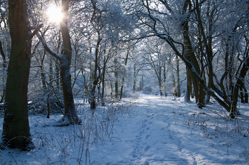 Scintillating.... | mollyblobs | Blipfoto