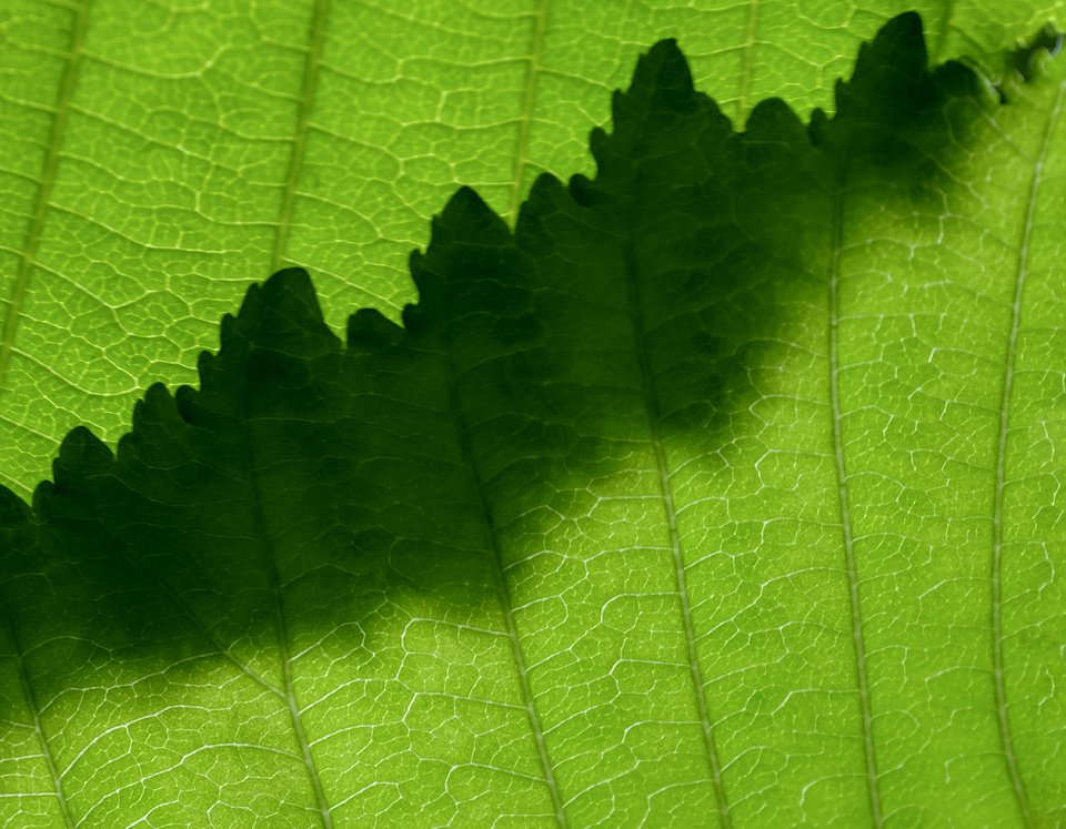 overlapping leaves | LesleyAlsford | Blipfoto