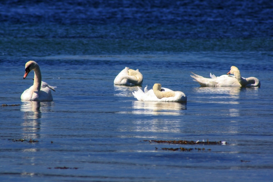 Loch Sween swans | Bernydoll | Blipfoto
