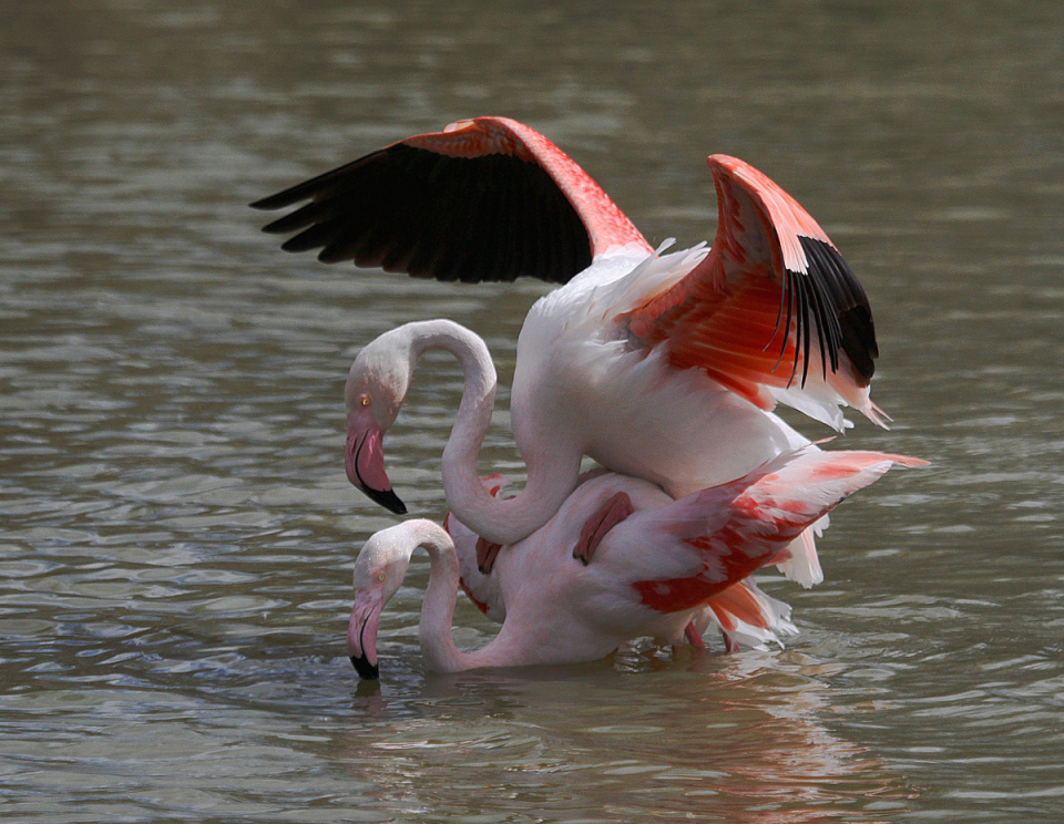 Flamingos Get Together | VandeGraaff | Blipfoto