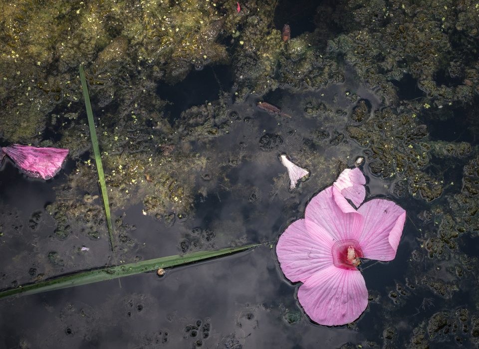 Aquatic Hibiscus | SchoPhoto | Blipfoto