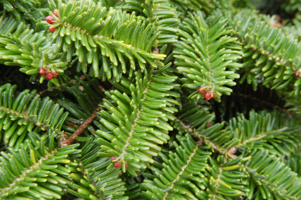 Just a little conifer | john39 | Blipfoto
