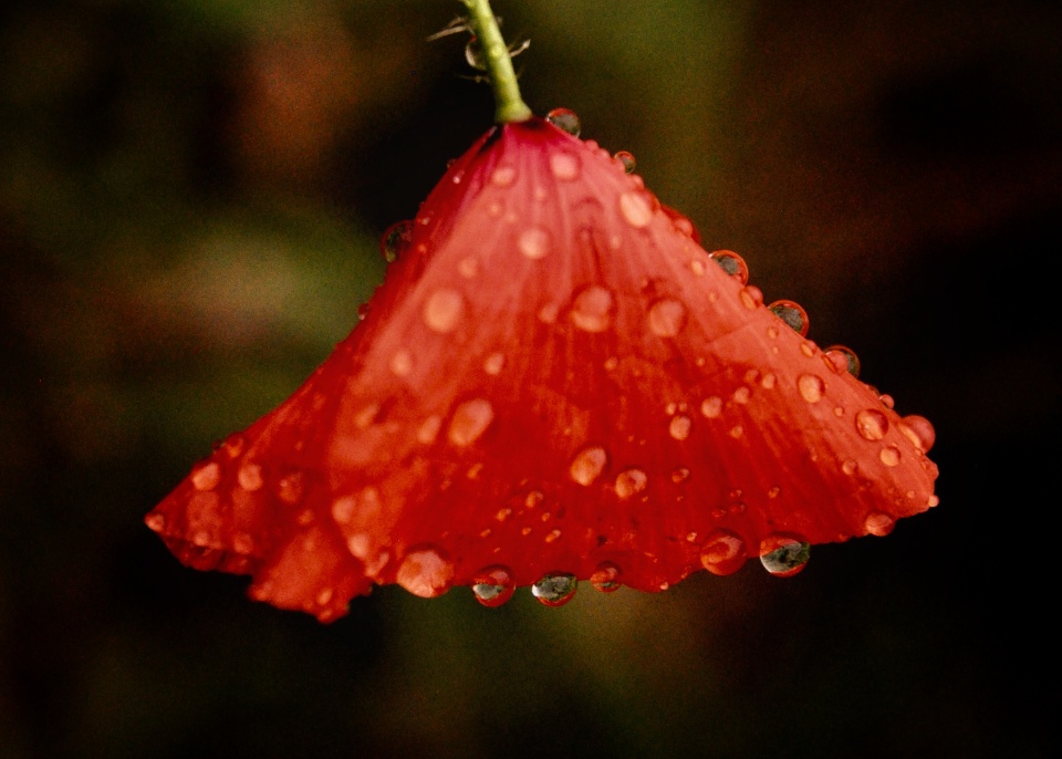 A wet day | Ingeborg | Blipfoto