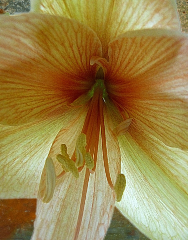 Amaryllis or Triffid? | BowBelle | Blipfoto
