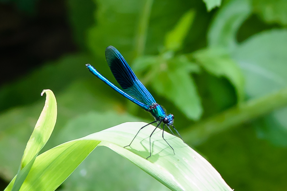 Blue Narrow Winged Damselfly | MikePoole | Blipfoto