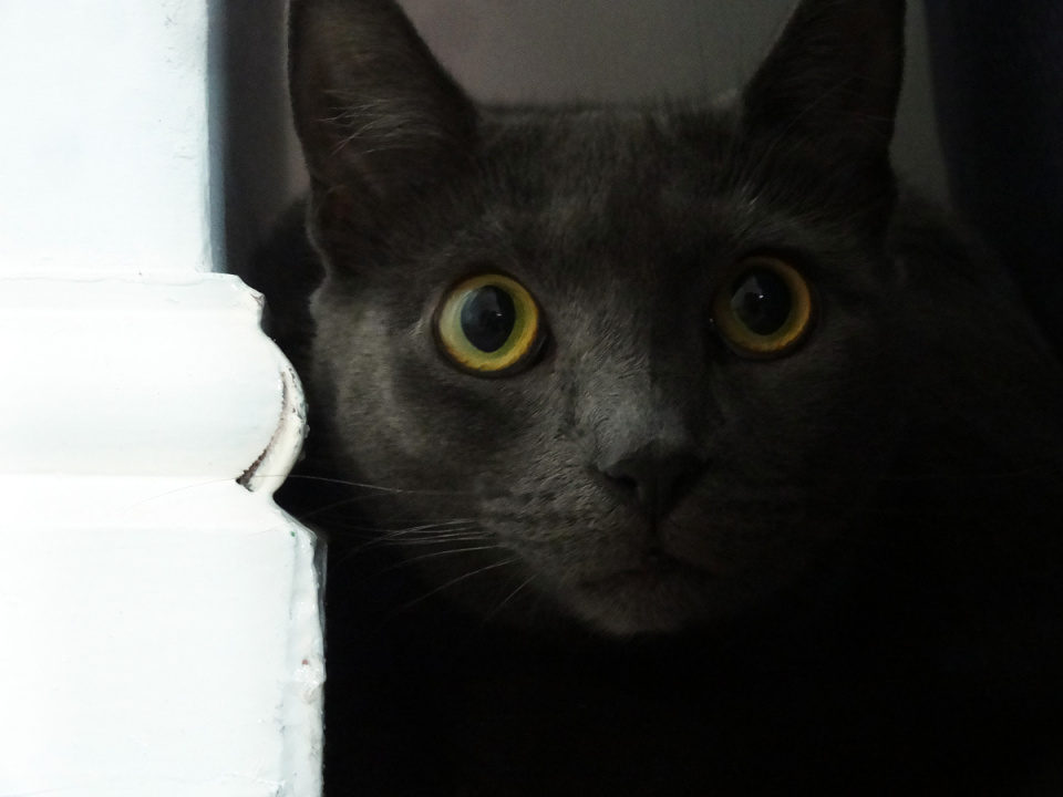 Scaredy cat | Rathmandu | Blipfoto