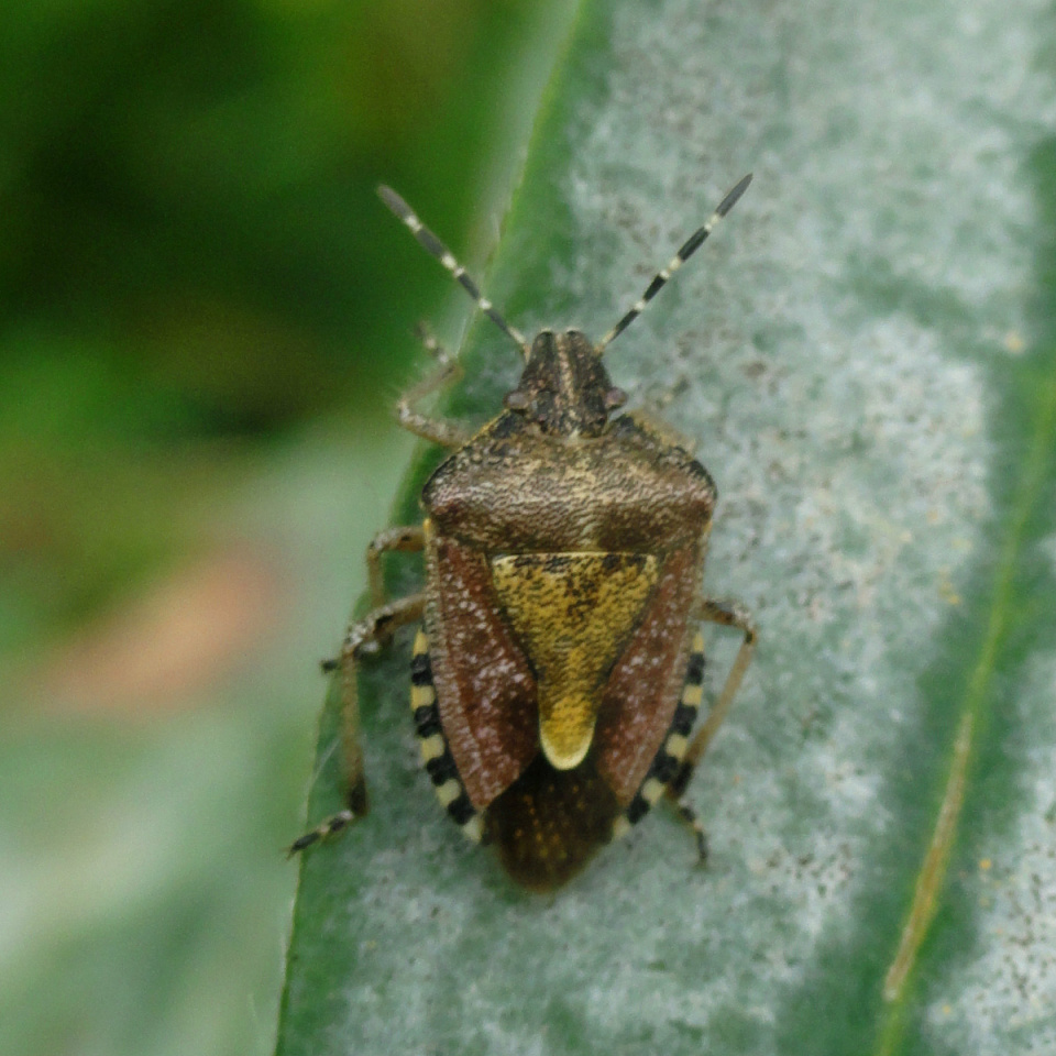 Sloe Bug | sgwarnog | Blipfoto