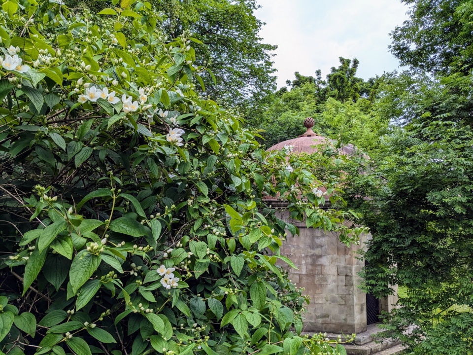 Mock orange | annejohn | Blipfoto