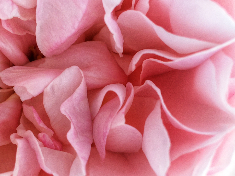 Rose ruffles | FionaRobinson | Blipfoto