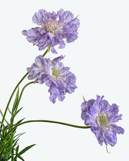 Blue Scabious | AlisonM | Blipfoto